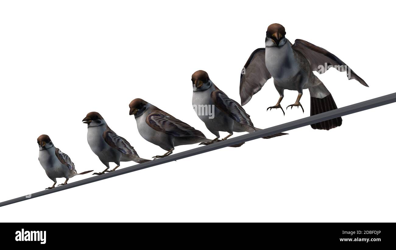 Sparrows group on white background Stock Photo - Alamy