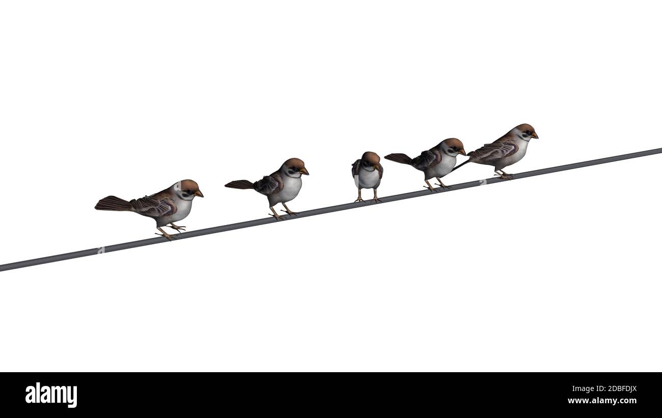 Sparrows fly Cut Out Stock Images & Pictures - Alamy