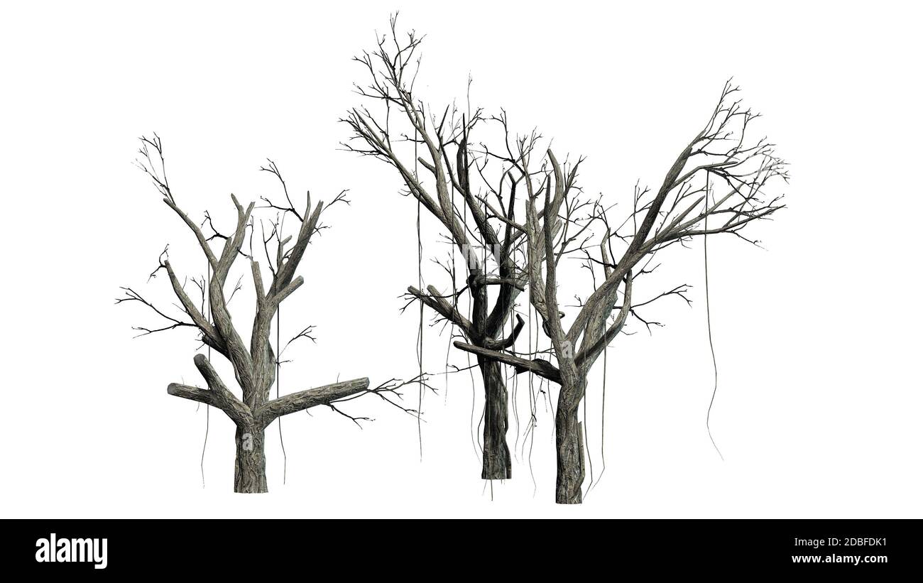 Chinese Banyan tree cluster in the winter on white background Stock ...