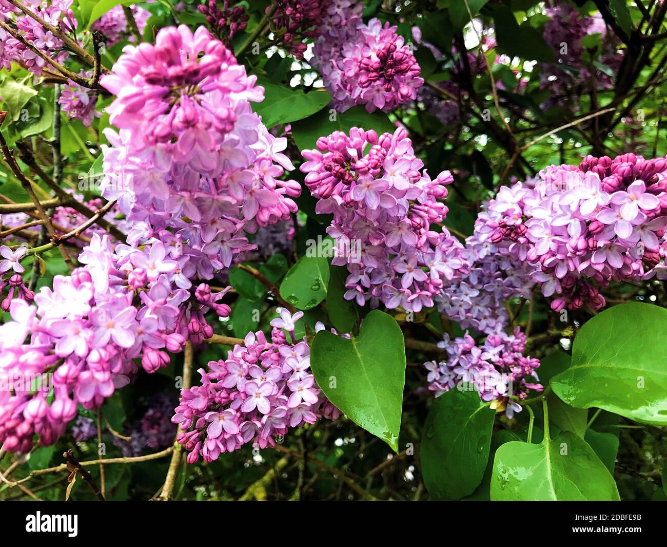 Syringa vulgaris garden hi-res stock photography and images - Alamy