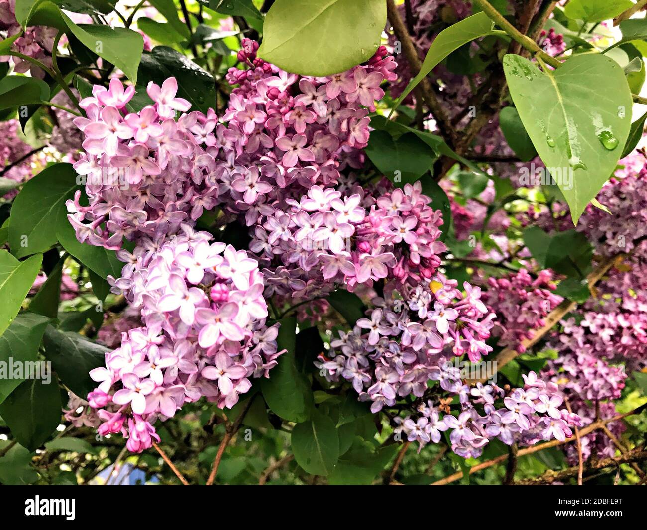Syringa vulgaris garden hi-res stock photography and images - Alamy
