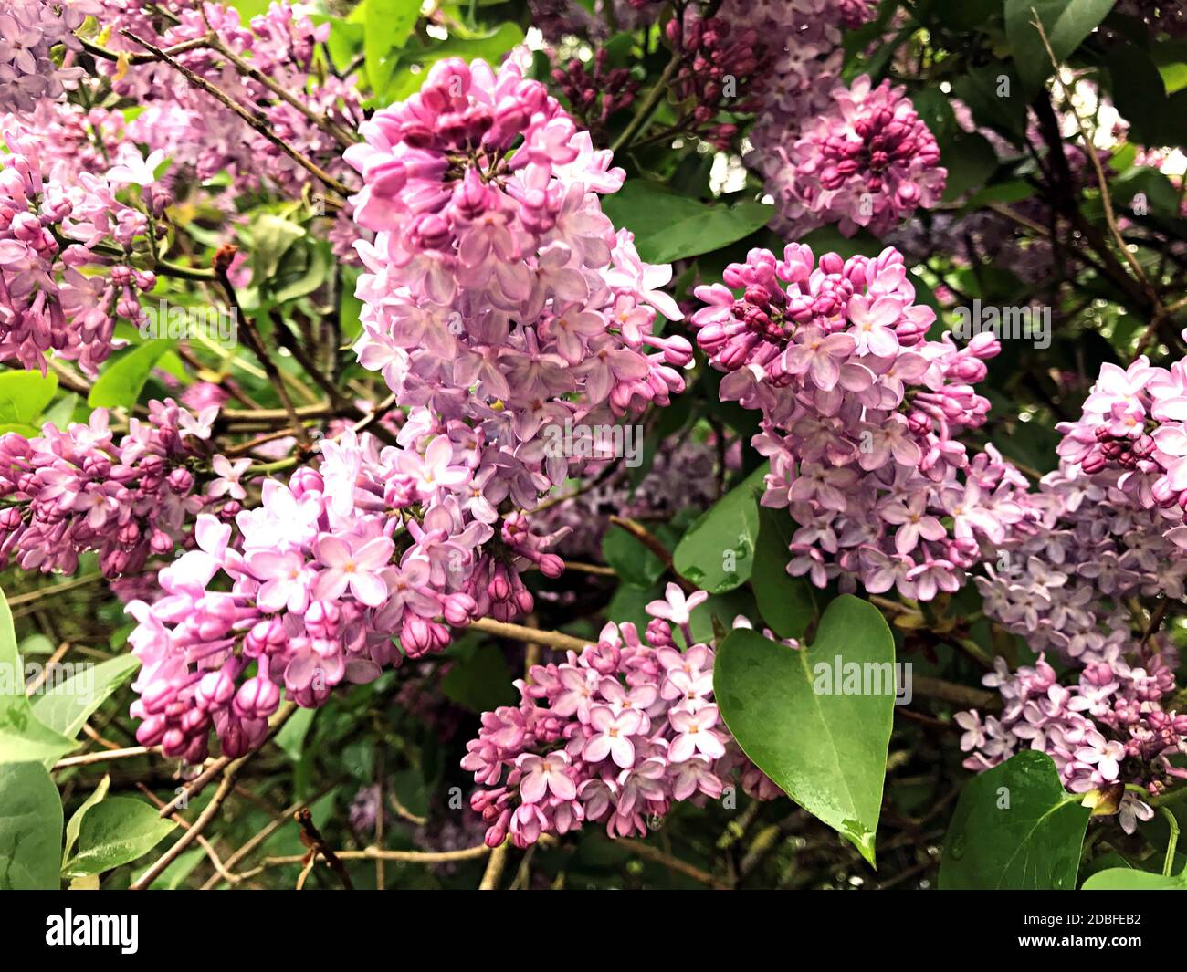 Flowers - syringa vulgaris,in the city park Stock Photo - Alamy