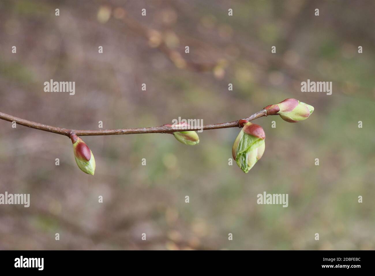 Walnut buds hi-res stock photography and images - Alamy