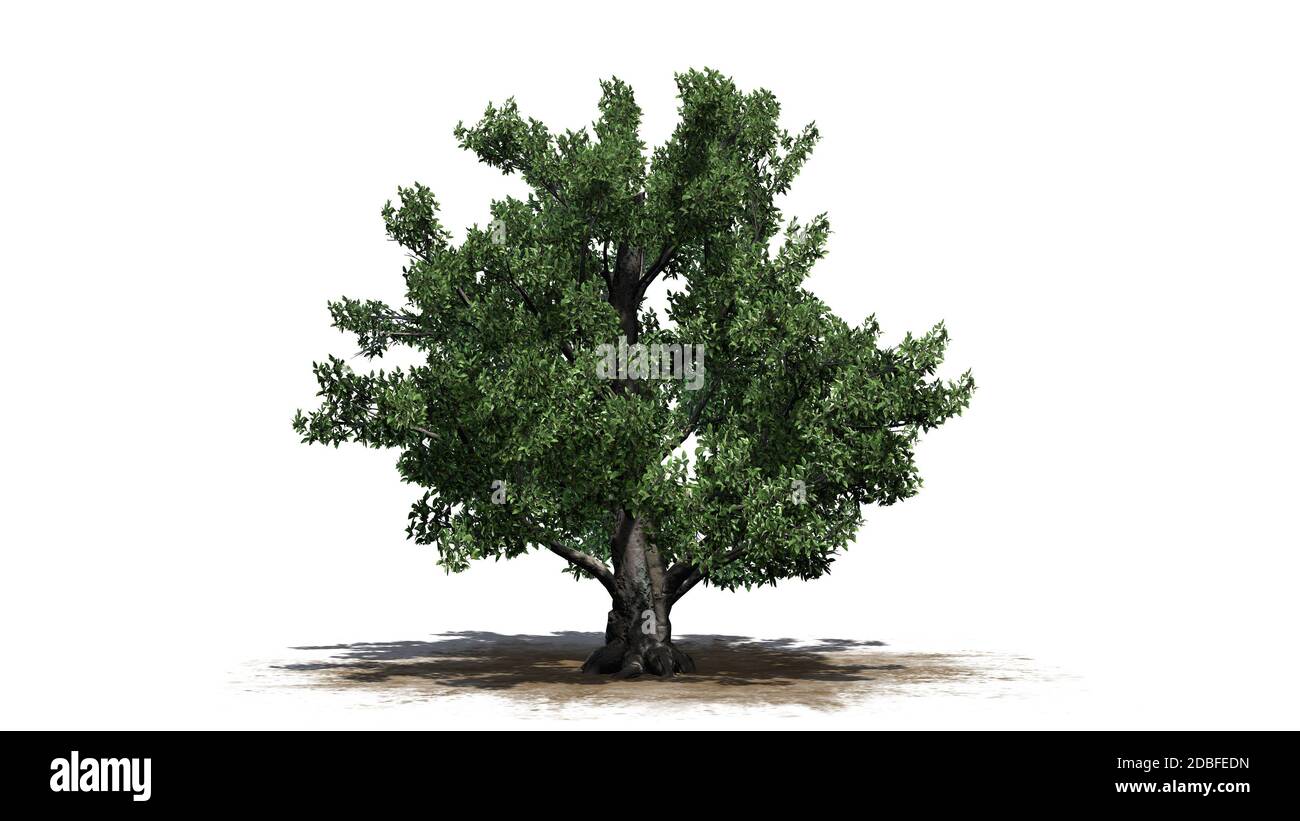 European Beech on white background Stock Photo - Alamy