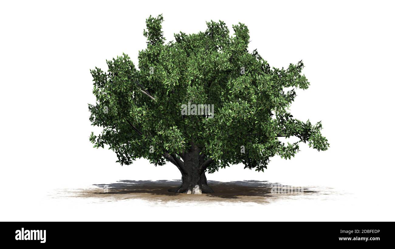 European Beech on white background Stock Photo - Alamy