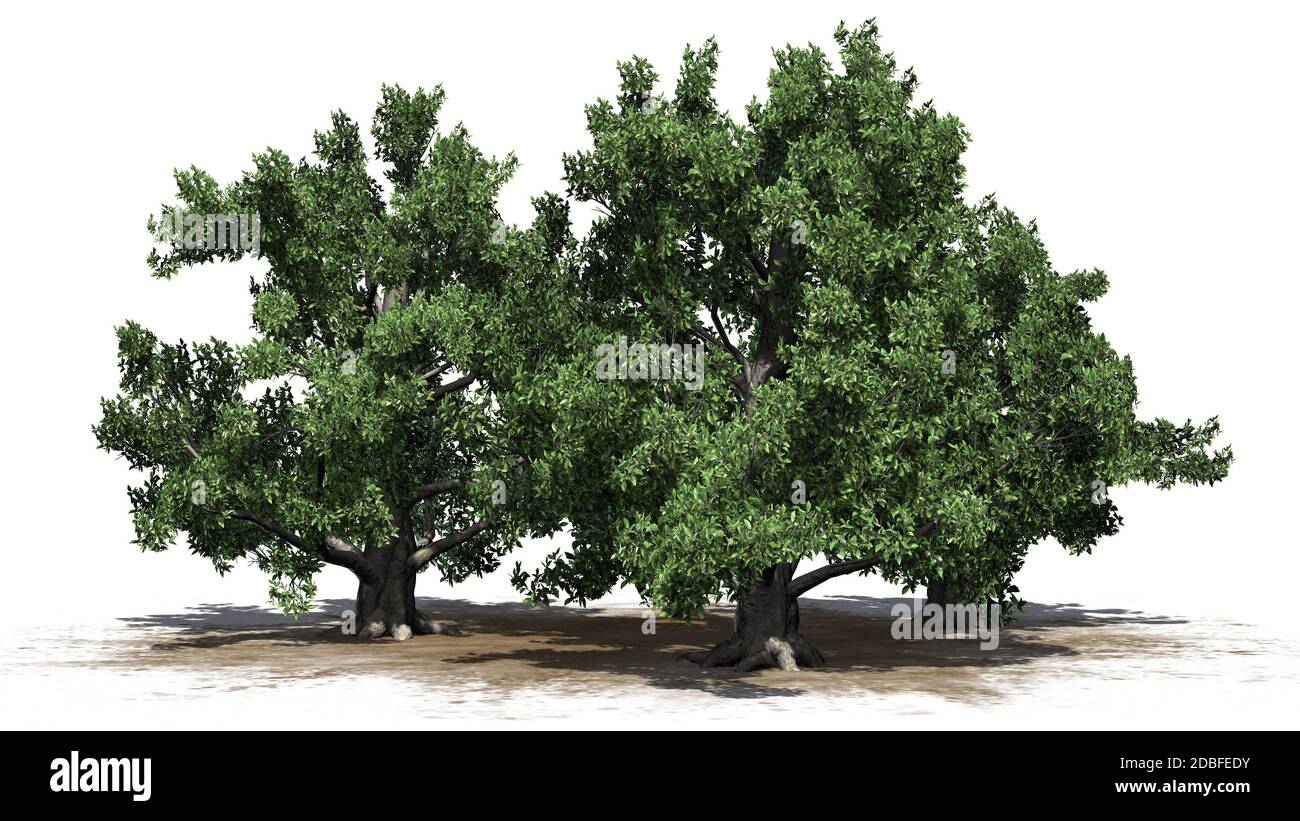 European Beech tree cluster on white background Stock Photo - Alamy