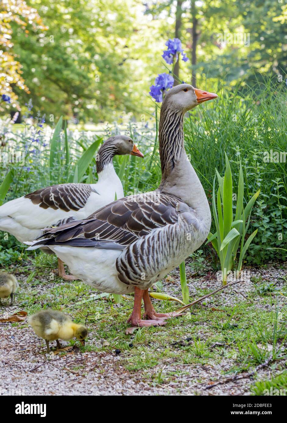 Baby animals babies hi-res stock photography and images - Alamy