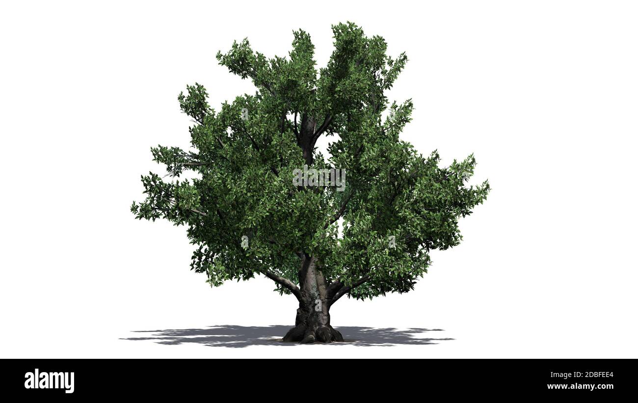 European Beech on white background Stock Photo - Alamy