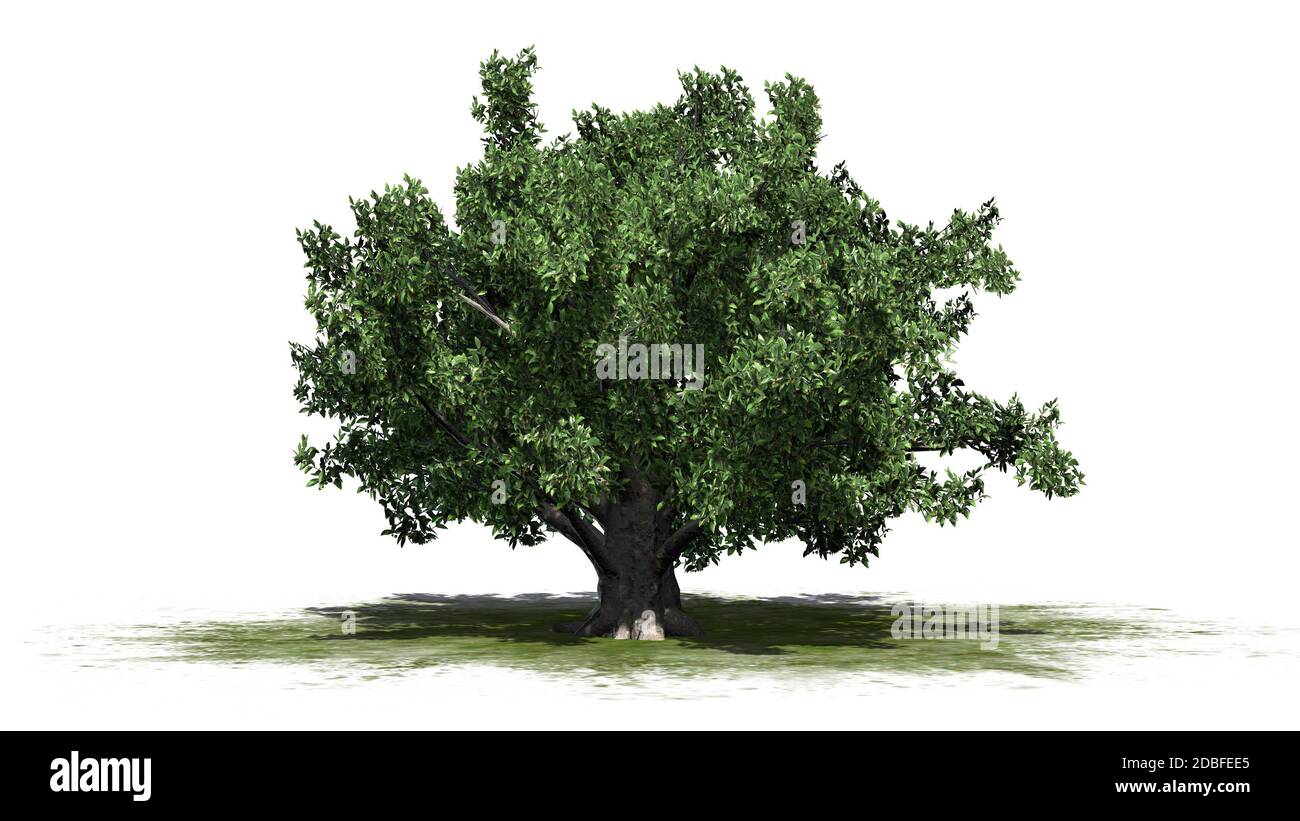 European Beech on white background Stock Photo - Alamy
