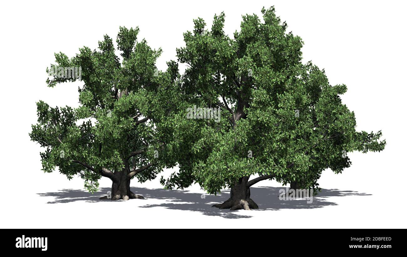 European Beech tree cluster on white background Stock Photo - Alamy