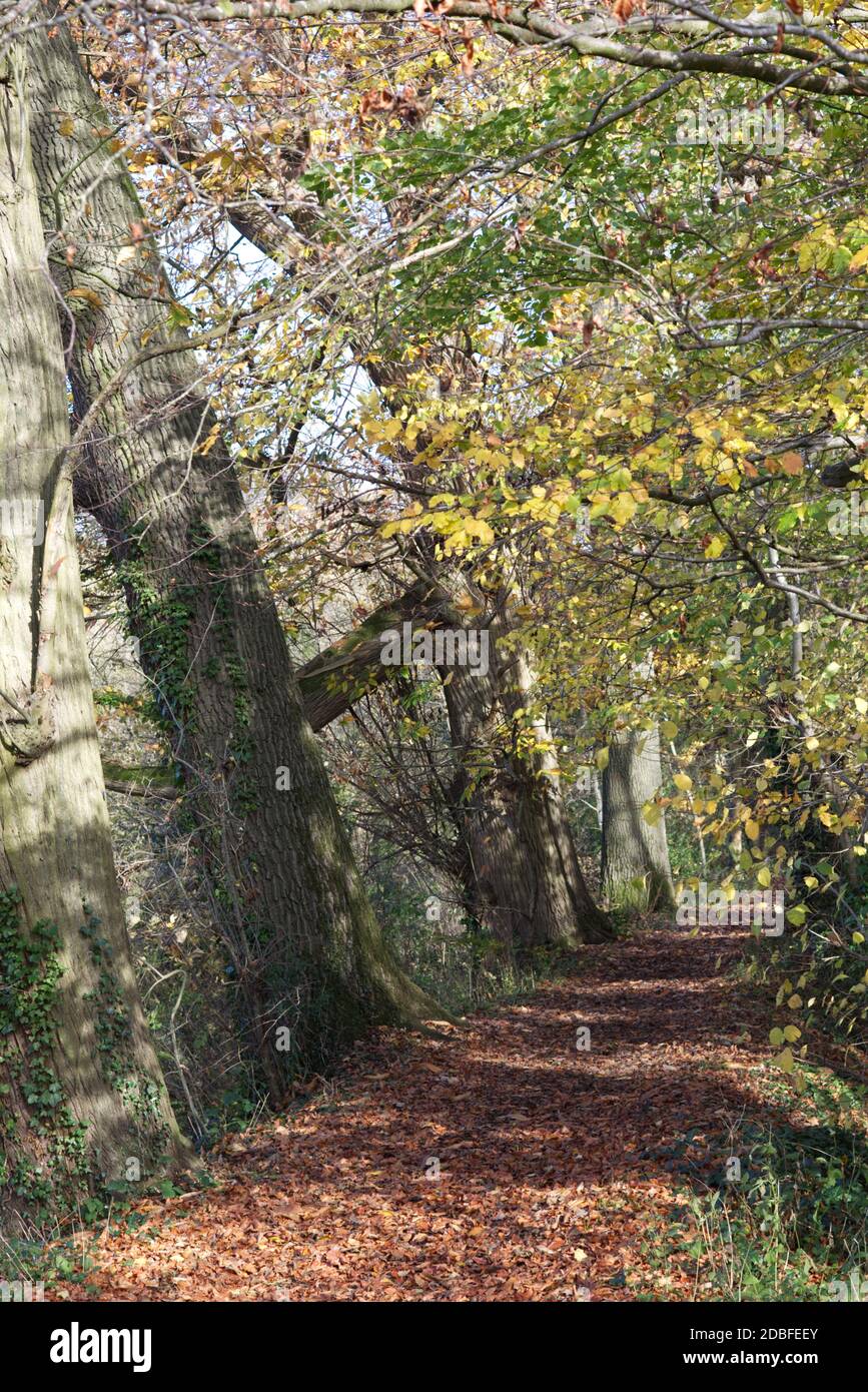 Woodland pathway in Oxfordshire England Stock Photo - Alamy