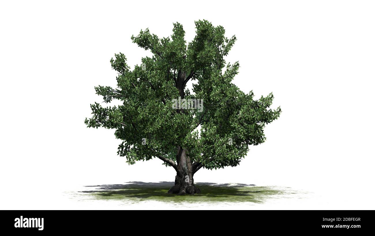 Deciduous trees europe Cut Out Stock Images & Pictures - Alamy