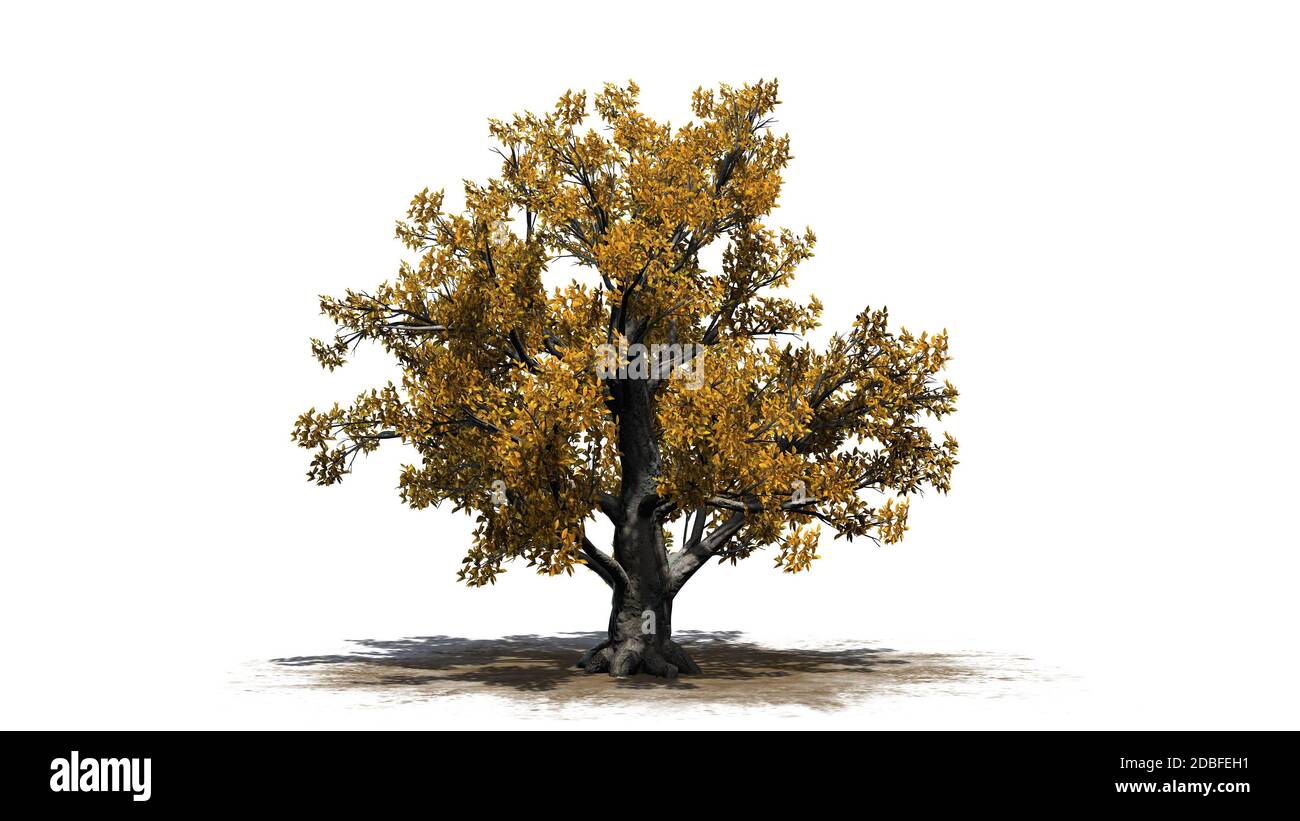 Beech trees in spring Cut Out Stock Images & Pictures - Alamy