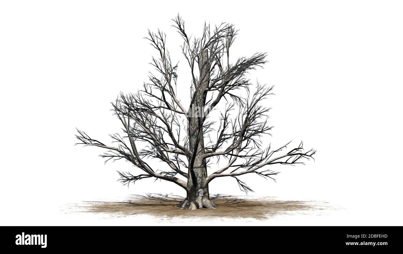 European Beech in the winter on white background Stock Photo - Alamy