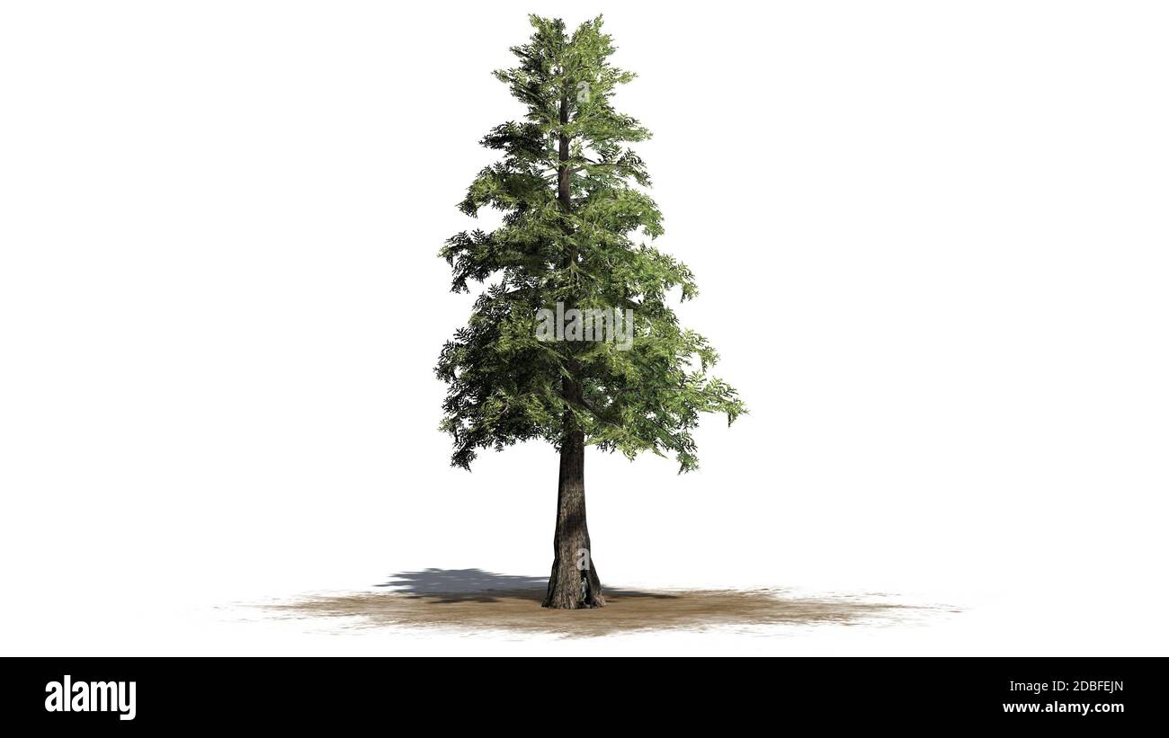 Western Red Cedar on white background Stock Photo - Alamy