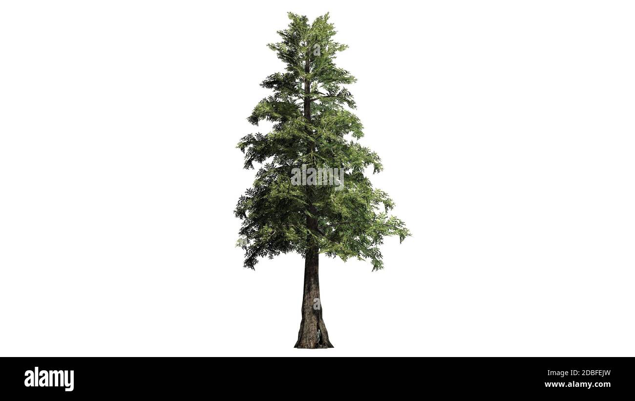 Western red cedar tree hi-res stock photography and images - Alamy