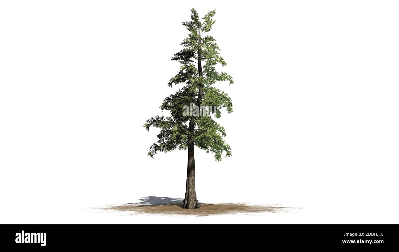 Western red cedar hi-res stock photography and images - Alamy