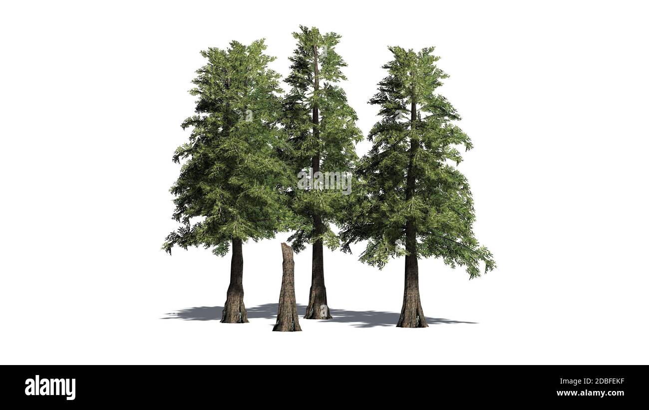 Western Red Cedar tree cluster on white background Stock Photo - Alamy