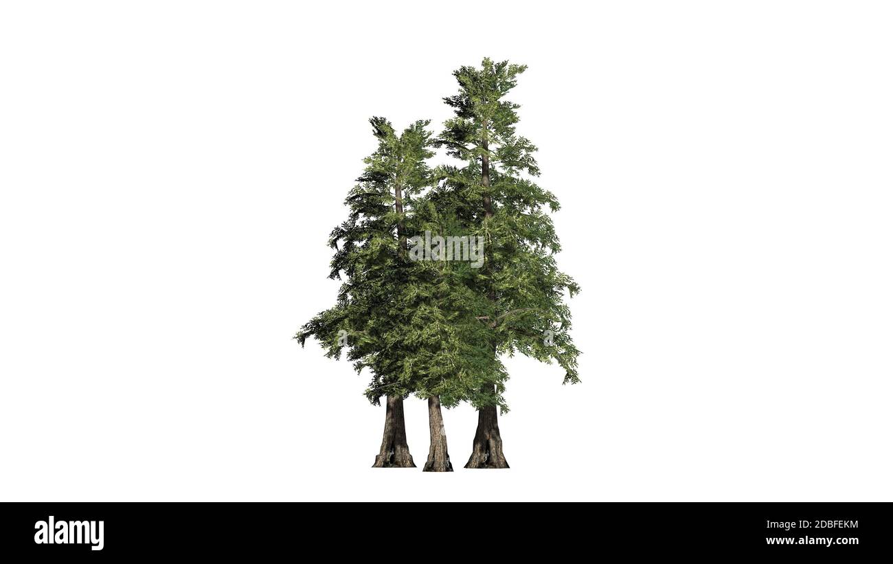 Western red cedar tree hi-res stock photography and images - Alamy