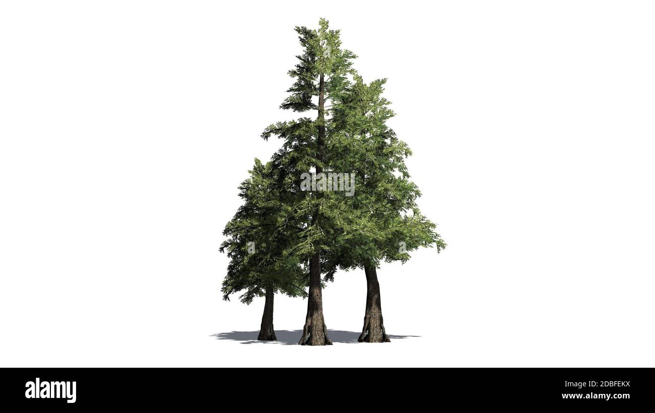 Western Red Cedar tree cluster on white background Stock Photo - Alamy