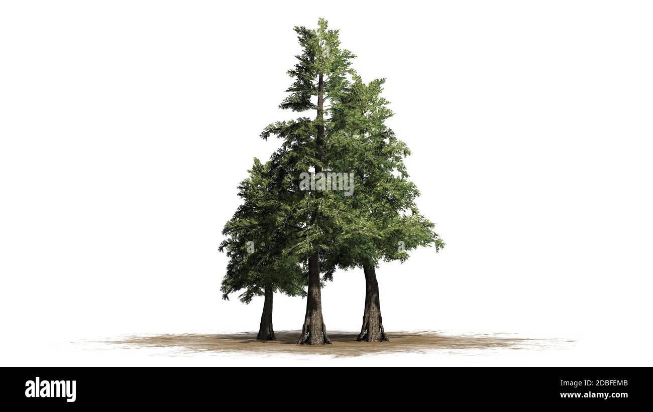 Western Red Cedar tree cluster on white background Stock Photo - Alamy