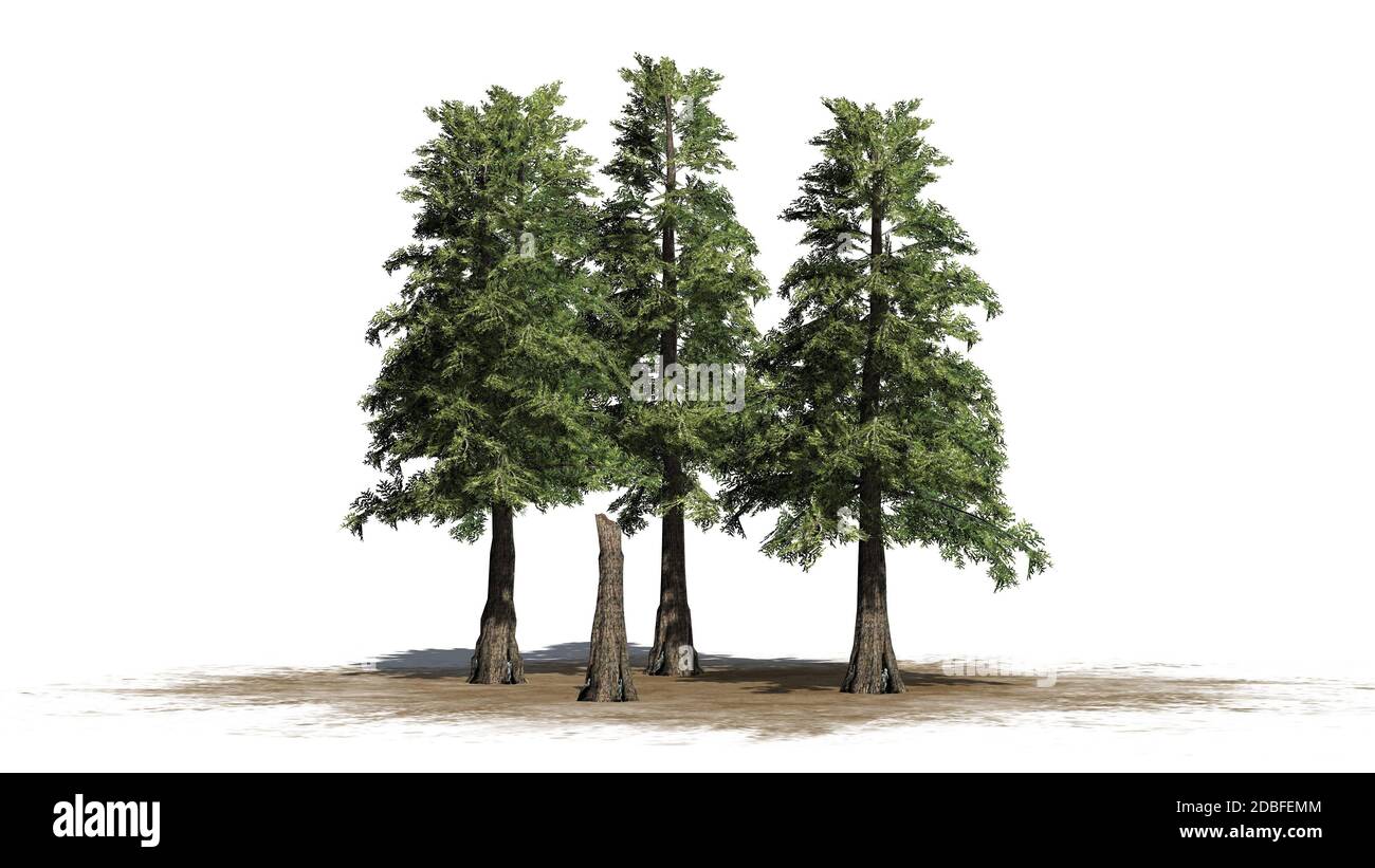 Western Red Cedar Tree High Resolution Stock Photography and Images - Alamy