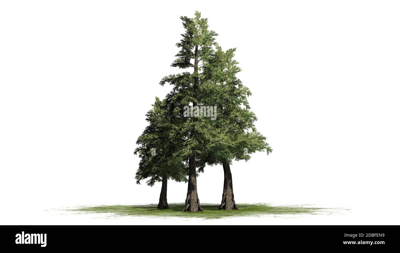 Western red cedar tree hi-res stock photography and images - Alamy