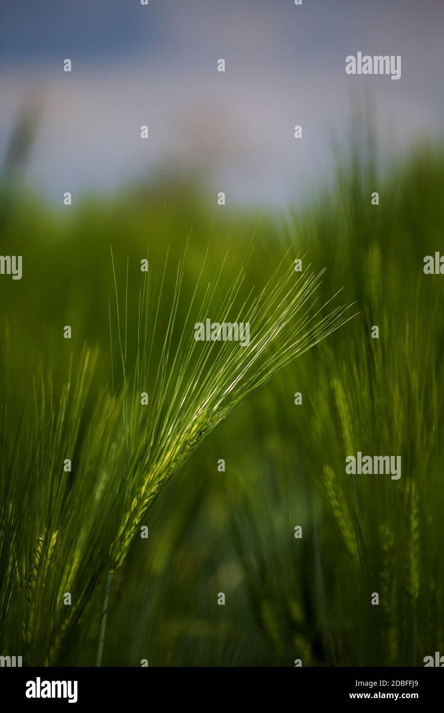 straw of a cereal stalk in a cereal field Stock Photo - Alamy