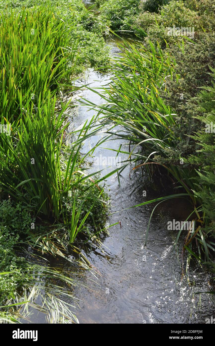 Backdrop of overgrown grass hi-res stock photography and images - Alamy