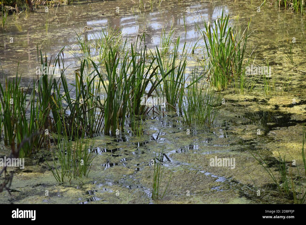 clear water and algae in stream, suffolk, england Stock Photo - Alamy