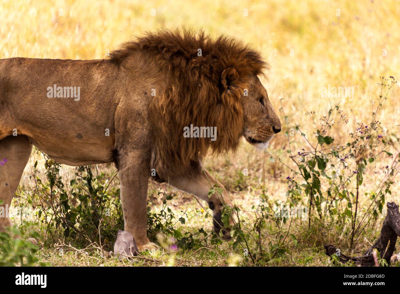 Pretty lion hi-res stock photography and images - Alamy