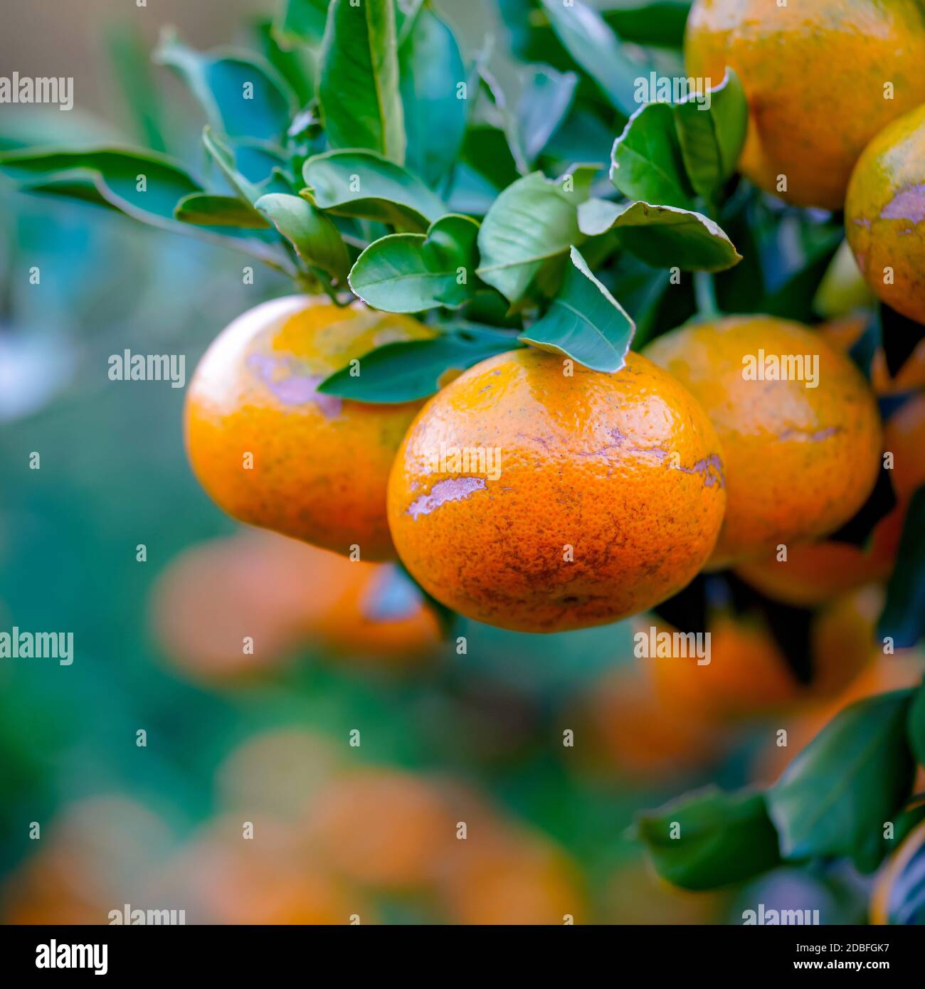 Close up Mandarin Oranges on the tree. Fruit Picking at Gamagori Orange ...