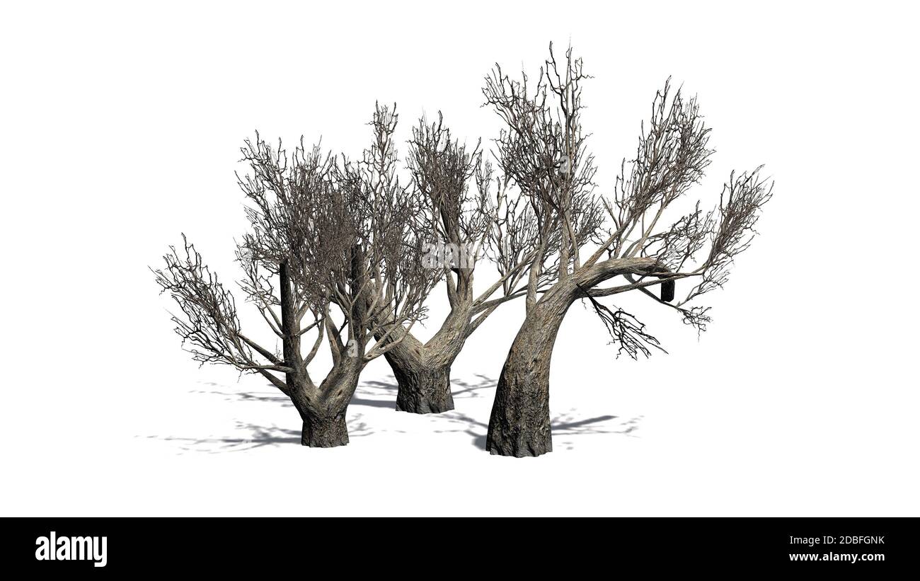 African Olive shrub cluster in winter on white background Stock Photo ...