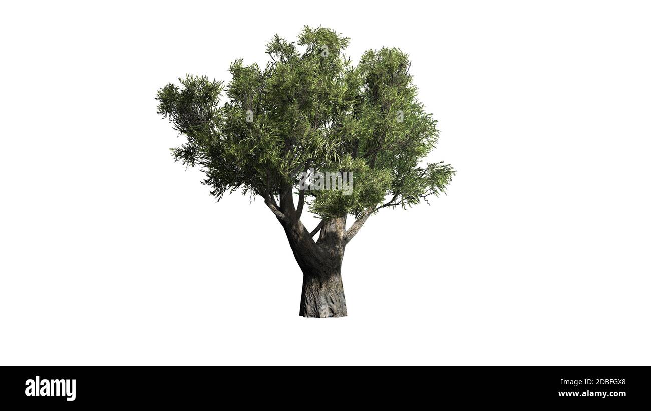 Landscape green olive tree Cut Out Stock Images & Pictures - Alamy