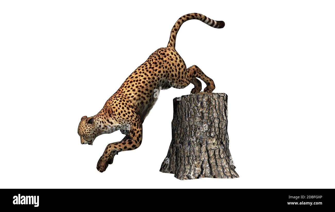 Cheetah landscape Cut Out Stock Images & Pictures - Alamy