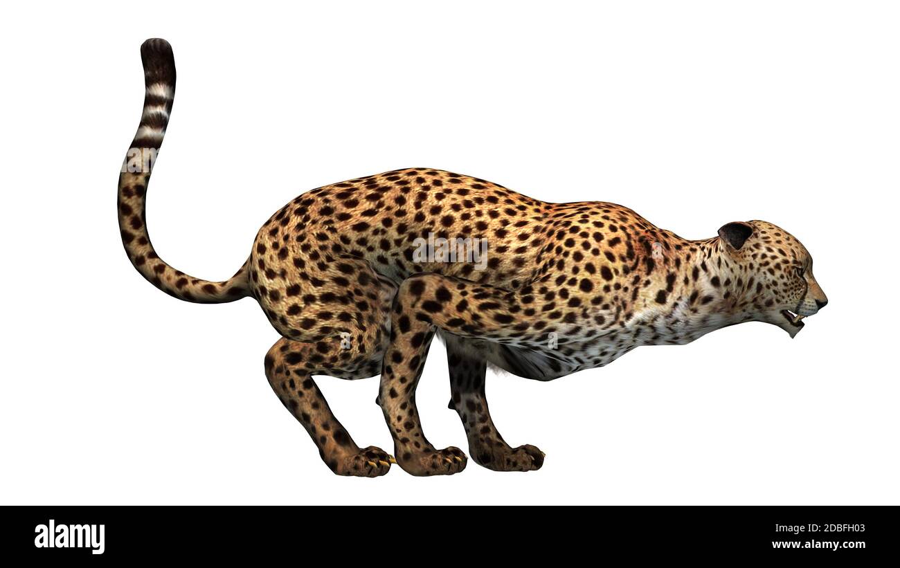 Cheetah landscape Cut Out Stock Images & Pictures - Alamy