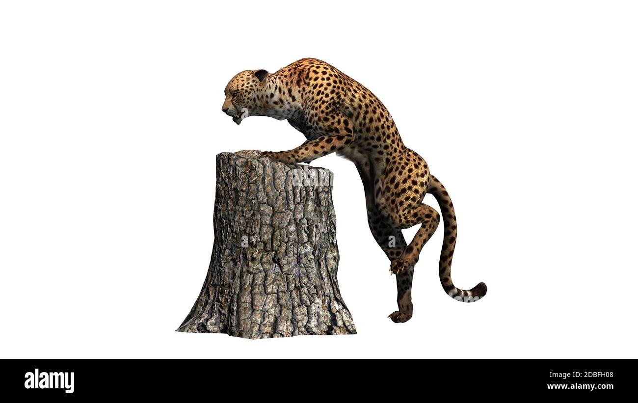Cheetah tail running Cut Out Stock Images & Pictures - Alamy