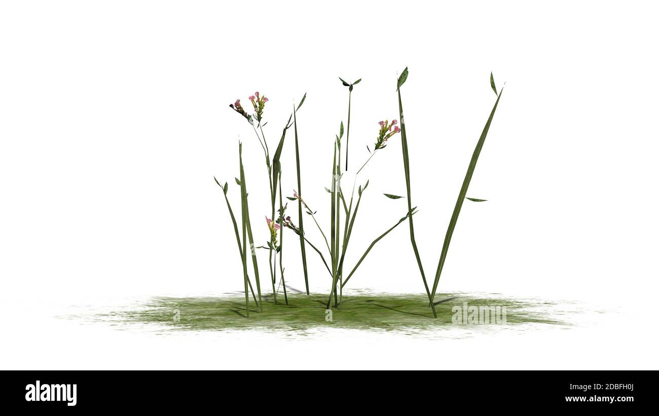 Landscape flower bush on Cut Out Stock Images & Pictures - Alamy