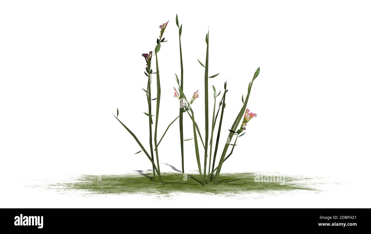 Wild wildflowers wildflower Cut Out Stock Images & Pictures - Alamy