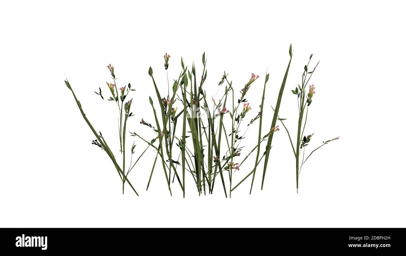 Landscape flower bush on Cut Out Stock Images & Pictures - Alamy