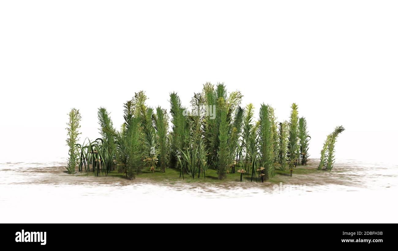 Field grass plants fresh Cut Out Stock Images & Pictures - Alamy