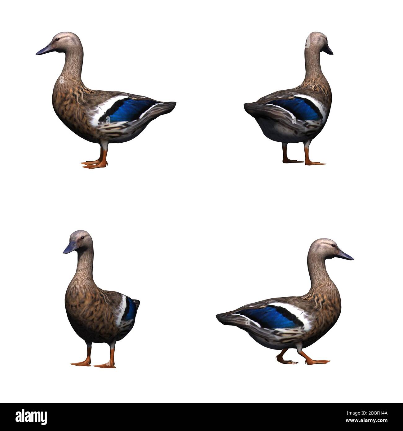 Set of farm animals - duck female - isolated on white background Stock ...