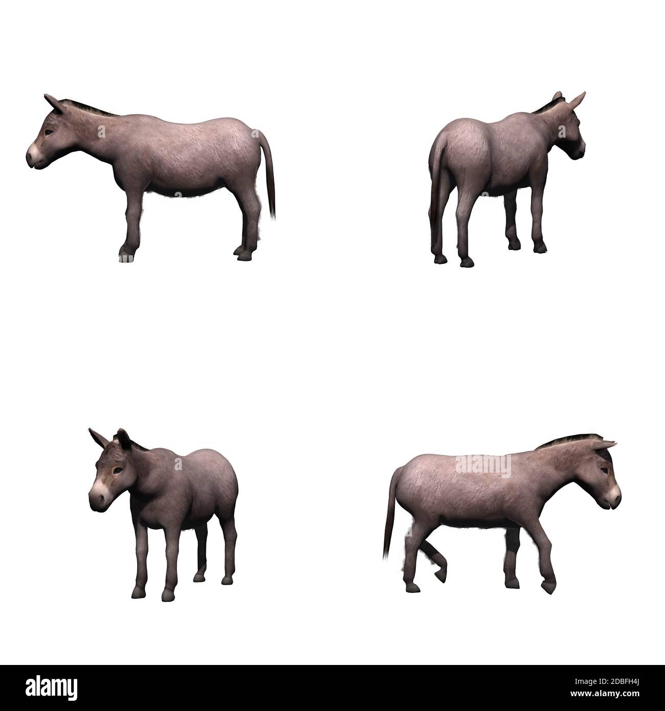 Donkey dog cat and rooster Cut Out Stock Images & Pictures - Alamy