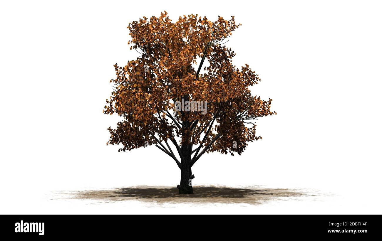 Sugar Maple Tree Silhouette