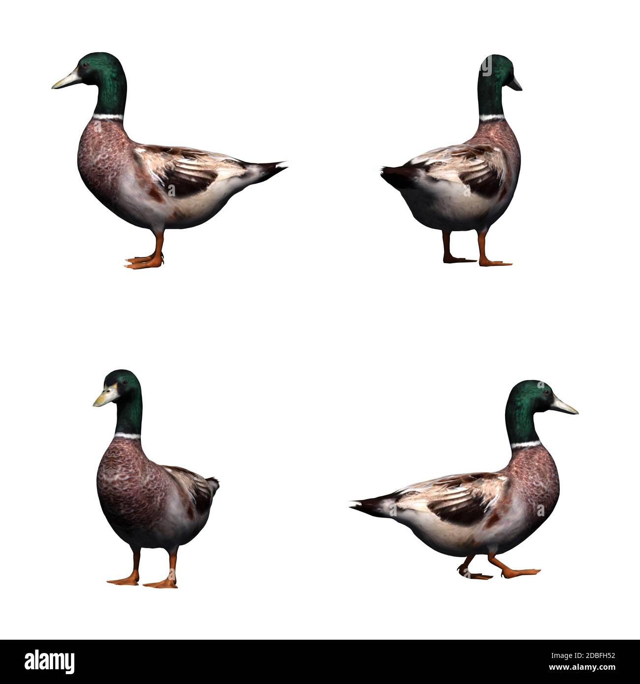 Set of farm animals - duck male - isolated on white background Stock ...