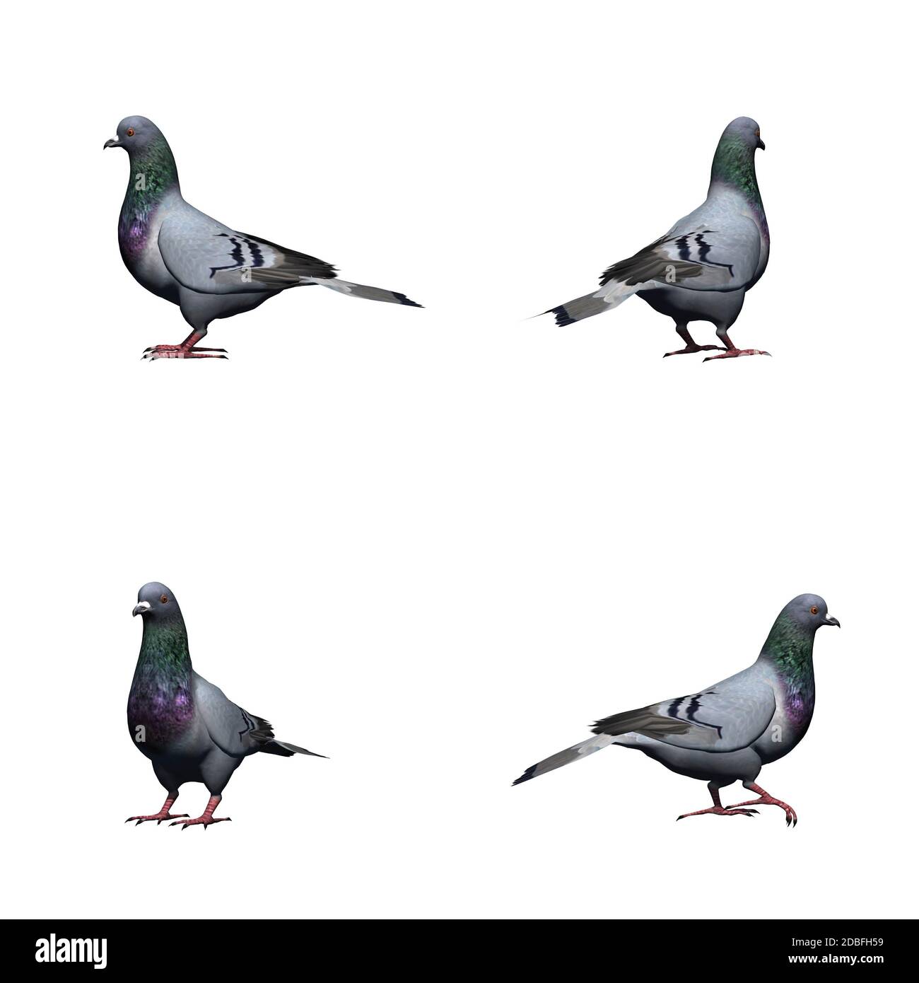 Set of farm animals - pigeon - isolated on white background Stock Photo ...