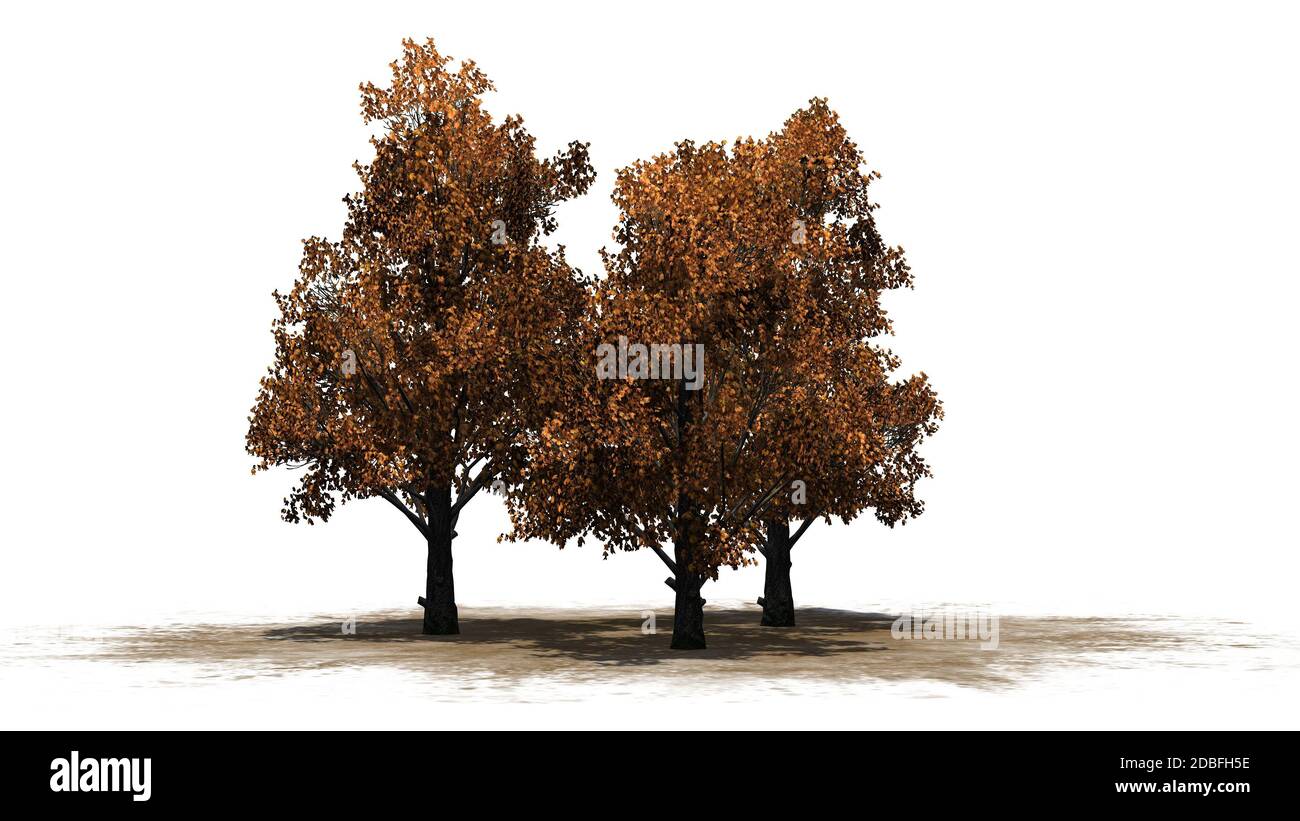 Sugar Maple tree cluster on white background Stock Photo - Alamy