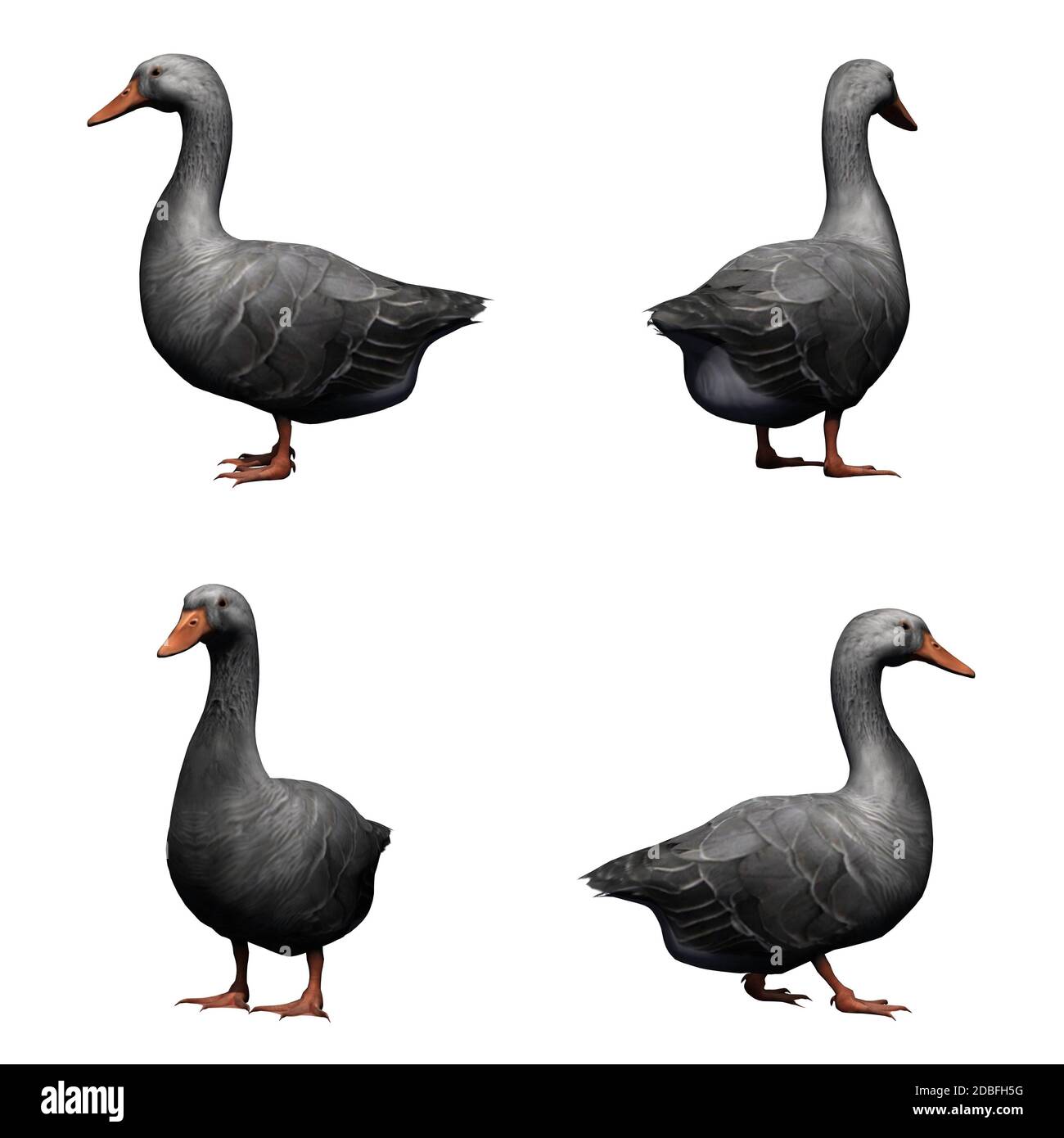 Set of farm animals - gray goose - isolated on white background Stock ...