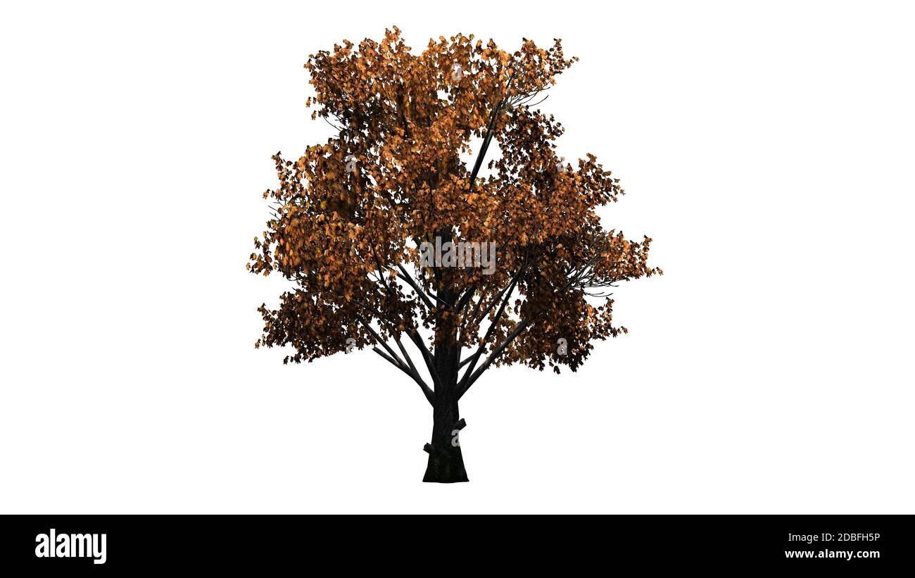 Sugar Maple tree on white background Stock Photo - Alamy