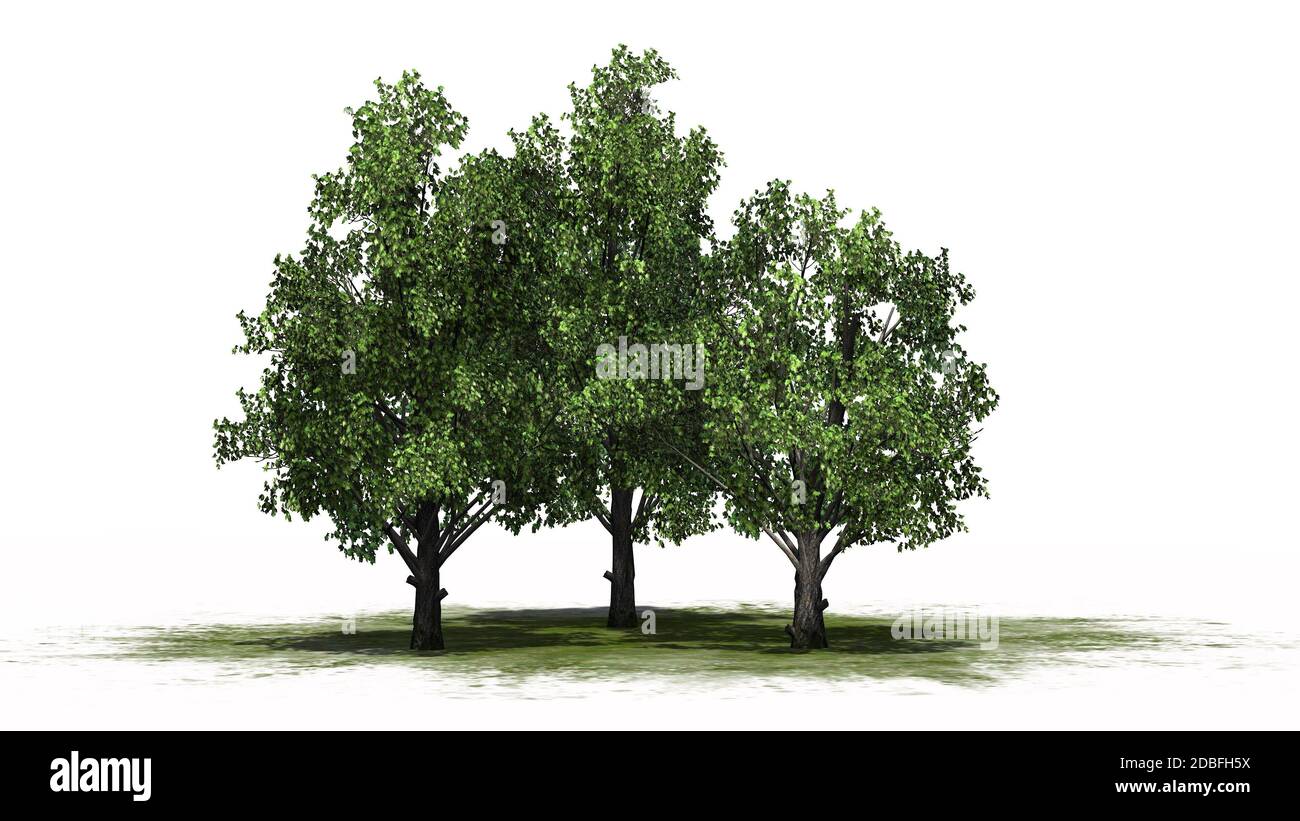 Sugar Maple tree cluster on white background Stock Photo - Alamy